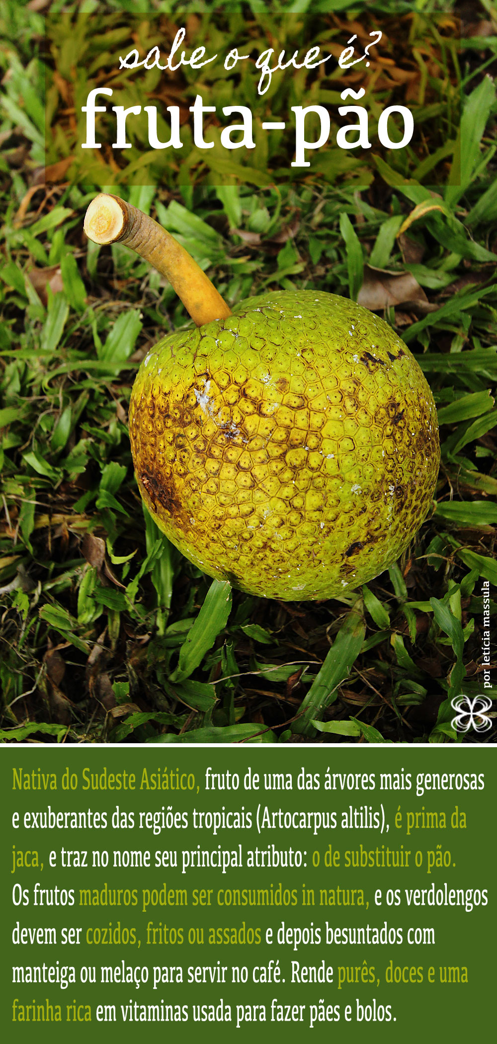 Cozinha da Matilde | Sabe o que é? #5 - Fruta-pão - Cozinha da Matilde